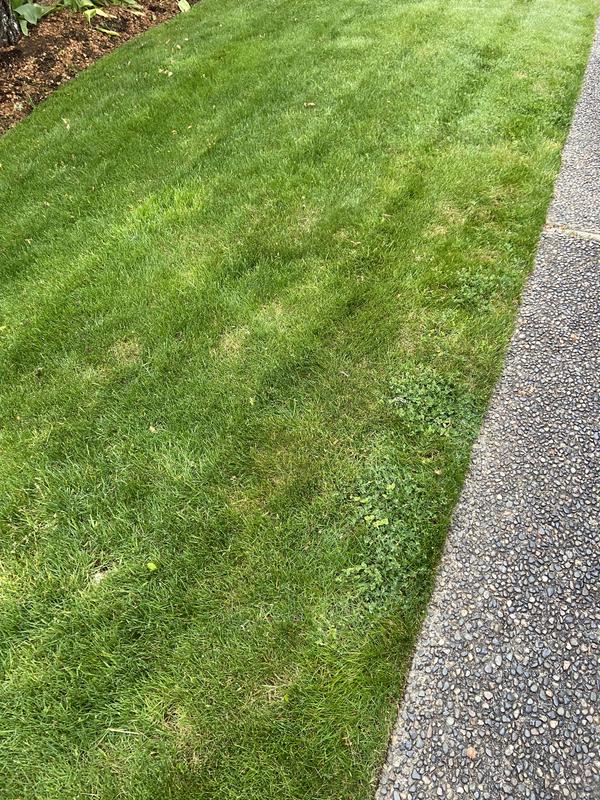 Scotts Turf Builder 4,000 sq. ft. Bundle for Small Northern Lawns ...