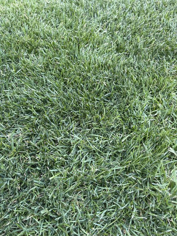 Buy Turf Builder Rapid Grass 16 lb. Tall Fescue Grass Seed Online at ...