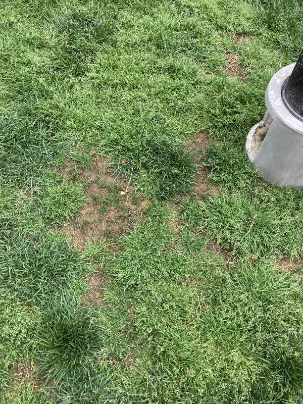 Buy Turf Builder Rapid Grass 16 lb. Tall Fescue Grass Seed Online at ...