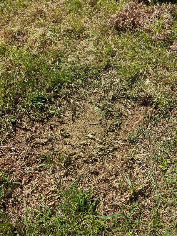 Scotts 20 lb. 445 sq. ft. EZ Seed Patch and Repair Centipede Grass Seed ...