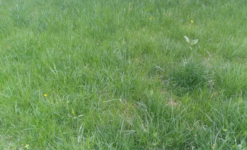 Scotts WeedEx 10--lb 5000-sq ft Crabgrass Control 49024A at Lowes.com