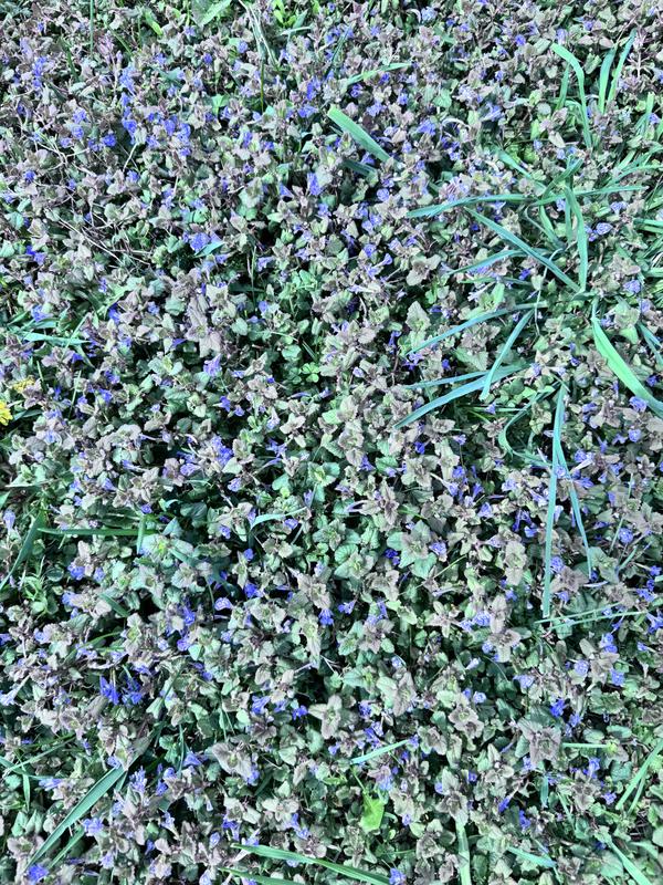 Scotts Liquid Turf Builder Plus 2 Weed Control 32-fl oz 6000-sq ft 25-0 ...