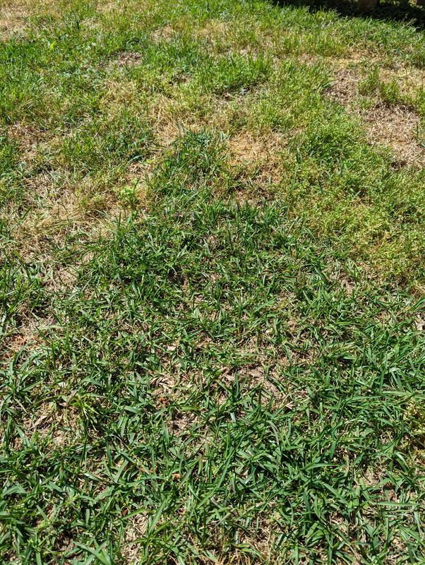 Scotts 20 lb. 445 sq. ft. EZ Seed Patch and Repair Centipede Grass Seed ...