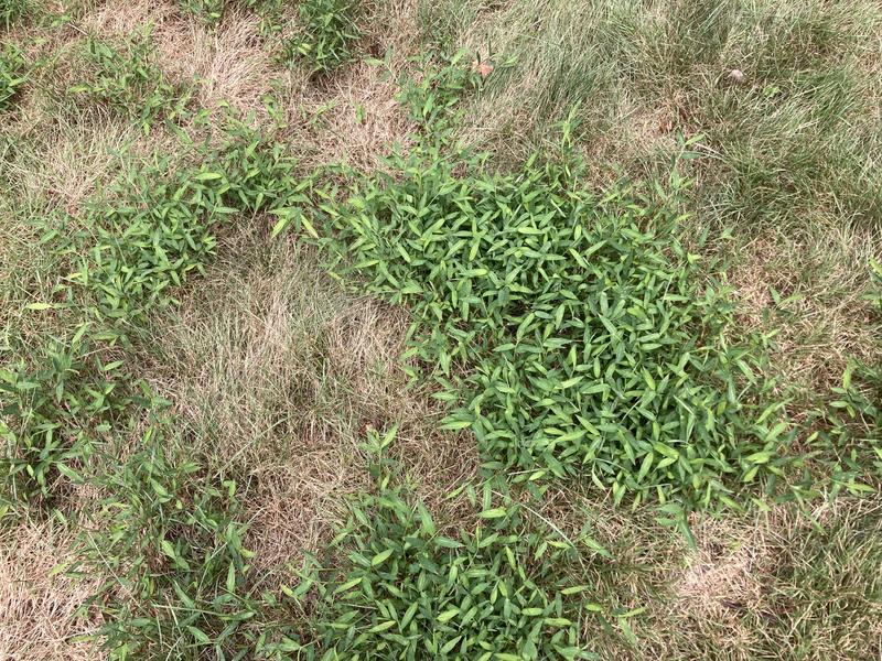 Scotts 33.94 lb. 12,000 sq. ft. Turf Builder Triple Action Weed and ...