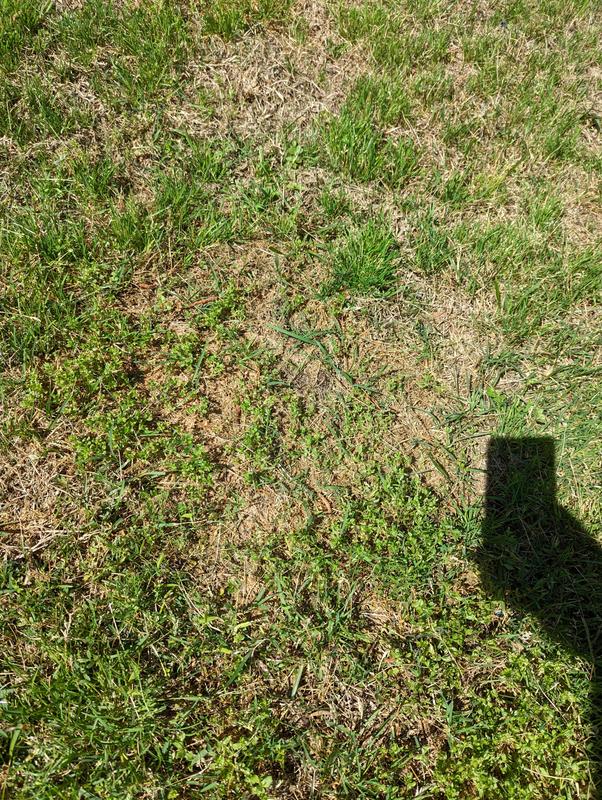 Scotts 20 lb. 445 sq. ft. EZ Seed Patch and Repair Centipede Grass Seed ...