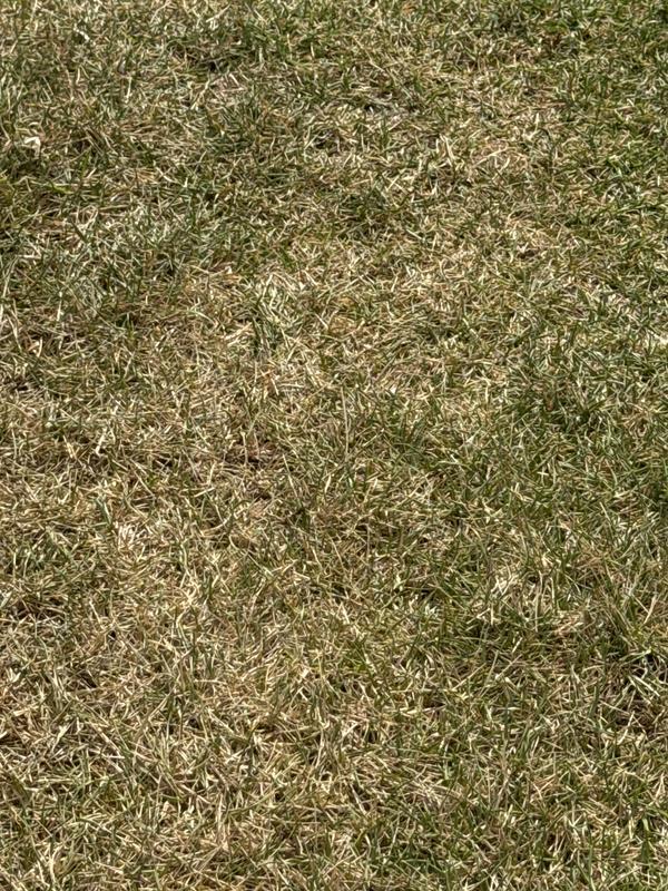 ORTHO Weed B Gon Ready-To-Spray Weed Killer for St. Augustinegrass - 32 ...