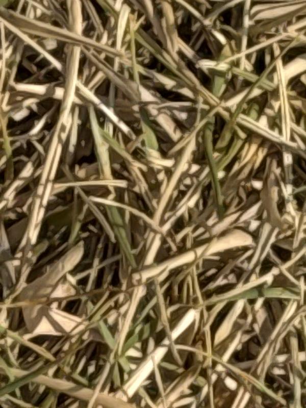 ORTHO Weed B Gon Ready-To-Spray Weed Killer for St. Augustinegrass - 32 ...