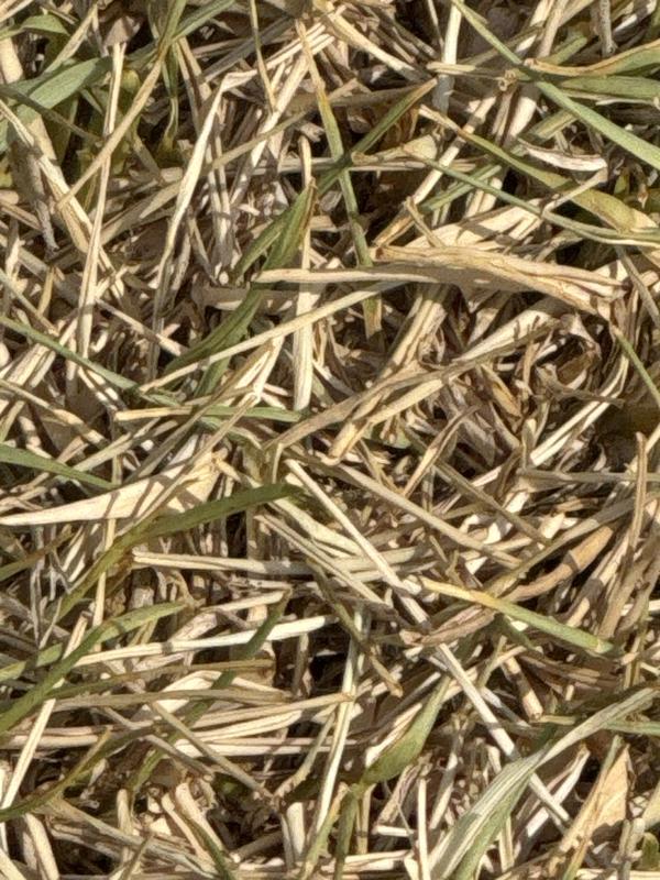 ORTHO Weed B Gon Ready-To-Spray Weed Killer for St. Augustinegrass - 32 ...