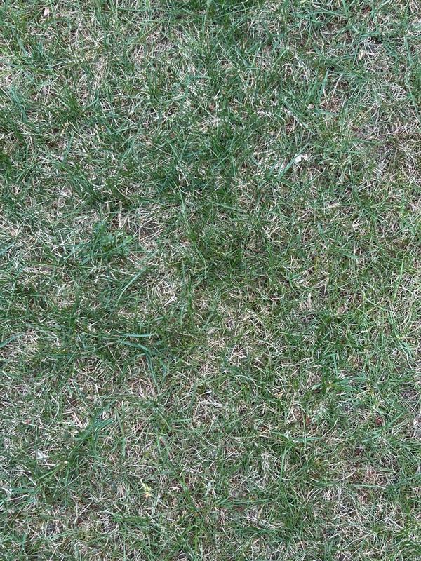 Shop ORTHO GroundClear Year-Long Weed Control System: Ready-to-Use ...