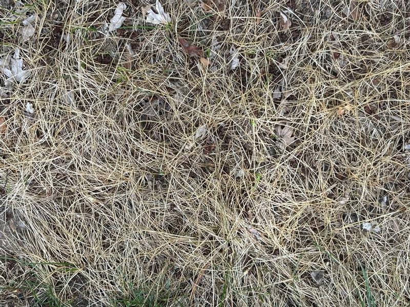 Shop ORTHO GroundClear Year-Long Weed Control System: Ready-to-Use ...