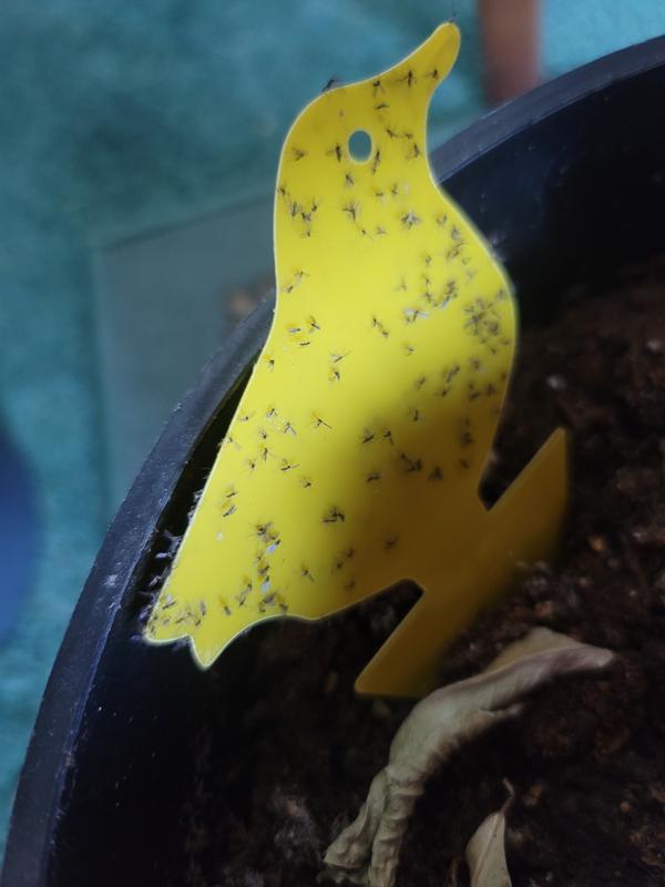 Miracle-Gro 8 qt., 1.5 lb. Moisture Control Potting Mix and Water ...