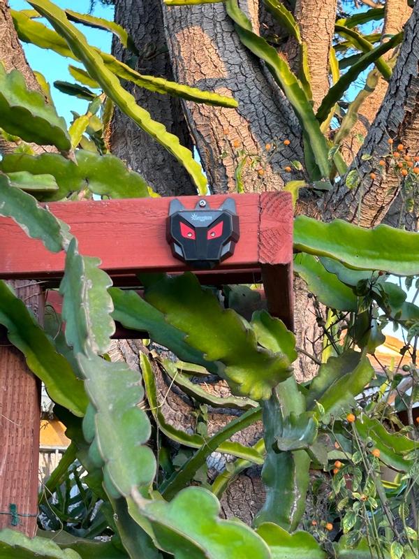 Sunnydaze Decor Sunnydaze Wall-Mounted Solar Nocturnal Animal Repellers ...