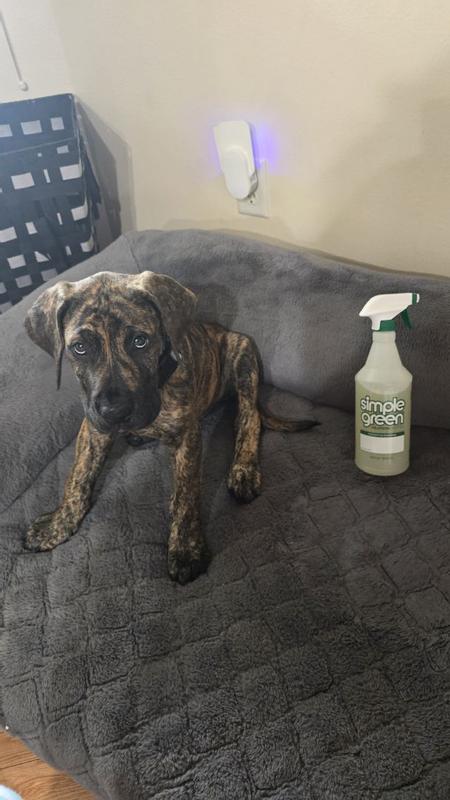 Simple Green Pro Odor Eliminator Eucalyptus Scent at Tractor Supply Co