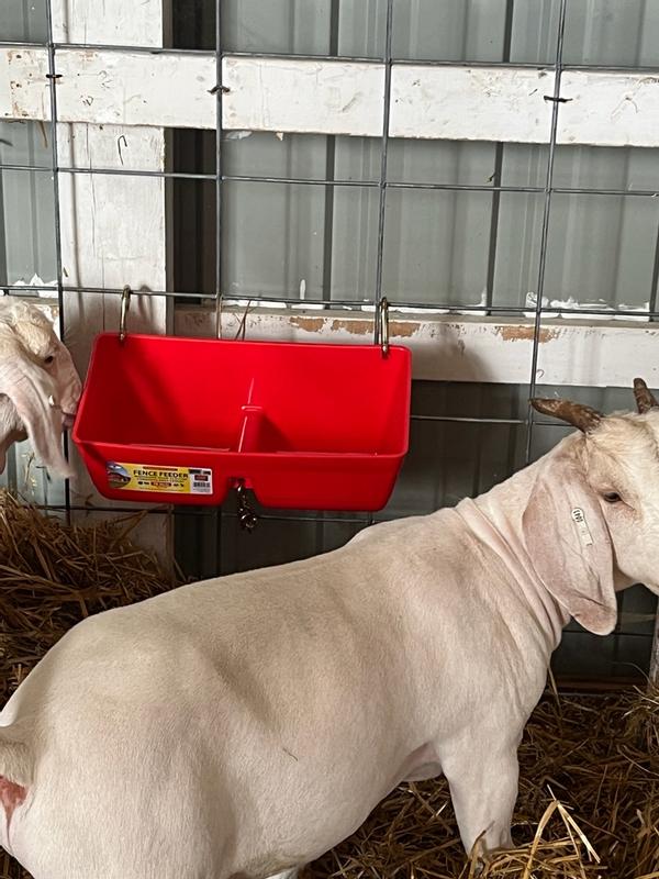 Little Giant 9 Quart Heavy Duty Feed Trough Bucket Fence Feeder Red (2 ...