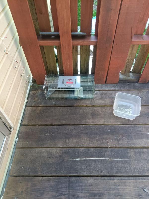 Little Giant LT1 18 Inch Reinforced Live Animal Trap with Single Door ...
