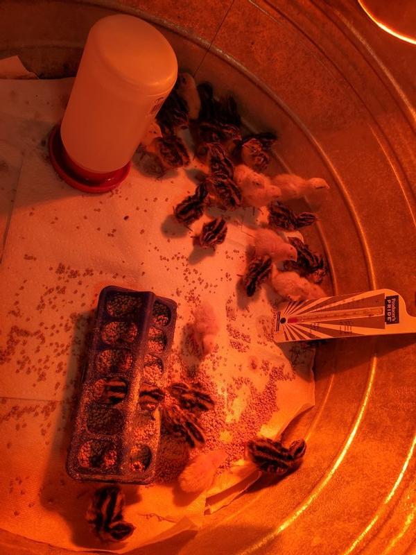 Farm Innovators White Plastic Incubator in the Chicken Coops & Rabbit ...