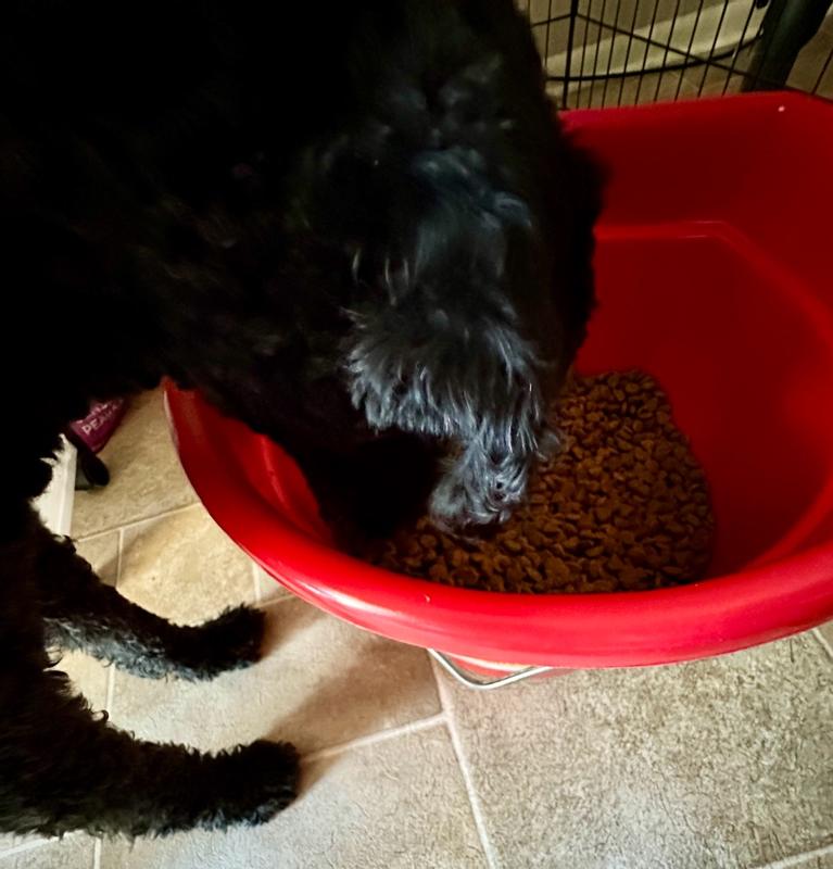 Little Giant 22 Quart Flat Durable Plastic Animal Feed Bucket w/ Knob ...