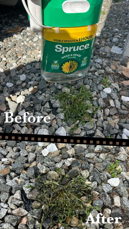 Shop Spruce (2-Pack) Snap and Spray 64 -fl oz Refill Weed and Grass ...