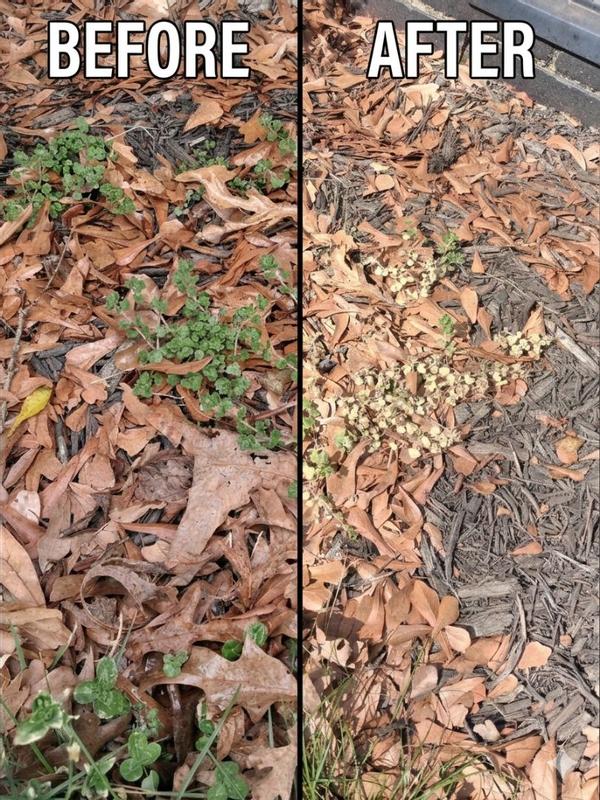 Spruce Snap and Spray Manual Starter Kit 64 -fl oz Trigger spray Weed ...