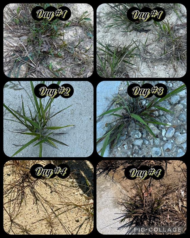 Spruce Snap and Spray 64 -fl oz Refill Weed and Grass Killer in the ...