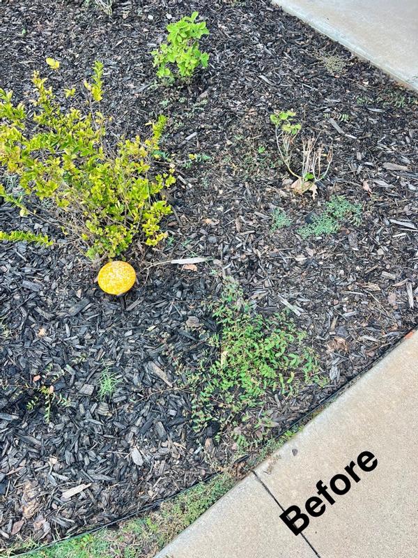 Shop Spruce Snap and Spray Manual Starter Kit + Refill Weed and Grass ...