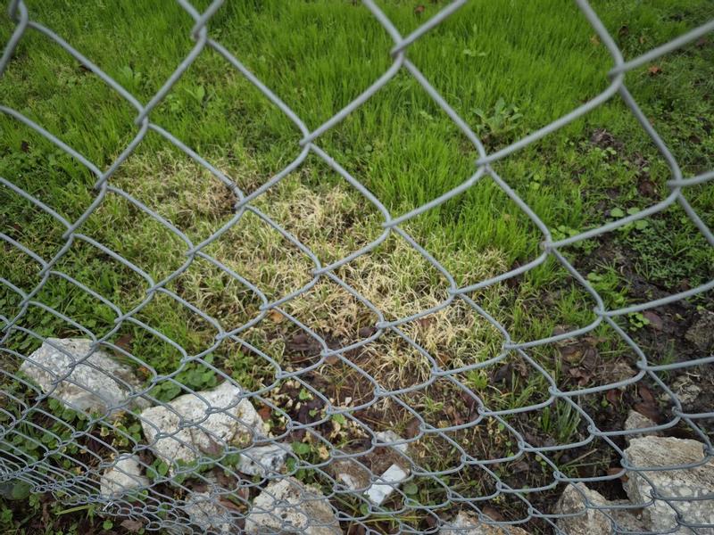 Spruce Snap and Spray Manual Starter Kit 64 -fl oz Trigger spray Weed ...