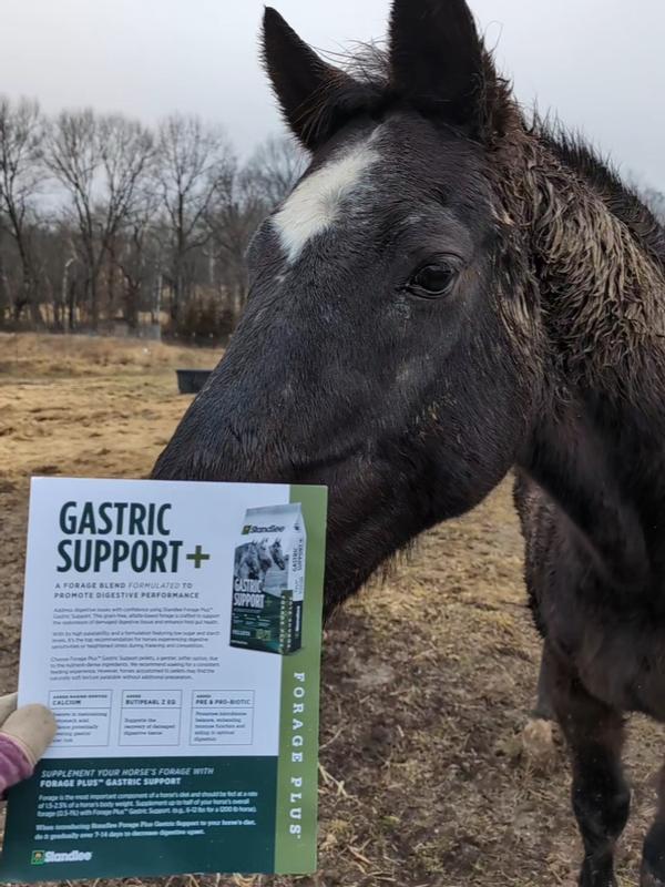 Standlee Forage Plus Gastric Support Pellets Horse Feed, 40 lb. Bag at ...