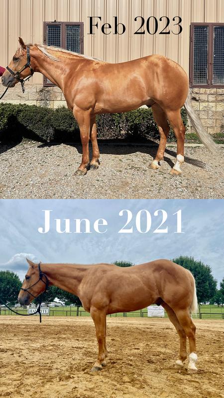 Standlee Premium Western Forage Certified Timothy Grass Hay Pellet ...