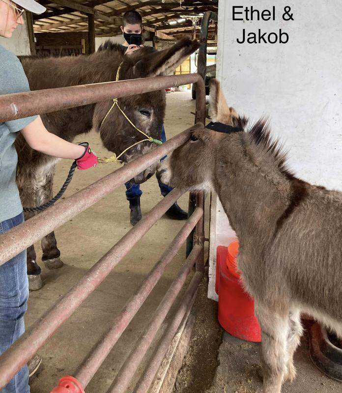 Standlee Premium Western Forage Certified Timothy Grass Hay Pellet ...