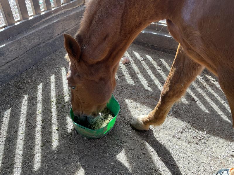 Standlee Forage Plus Gastric Support Pellets Horse Feed, 40 lb. Bag at ...