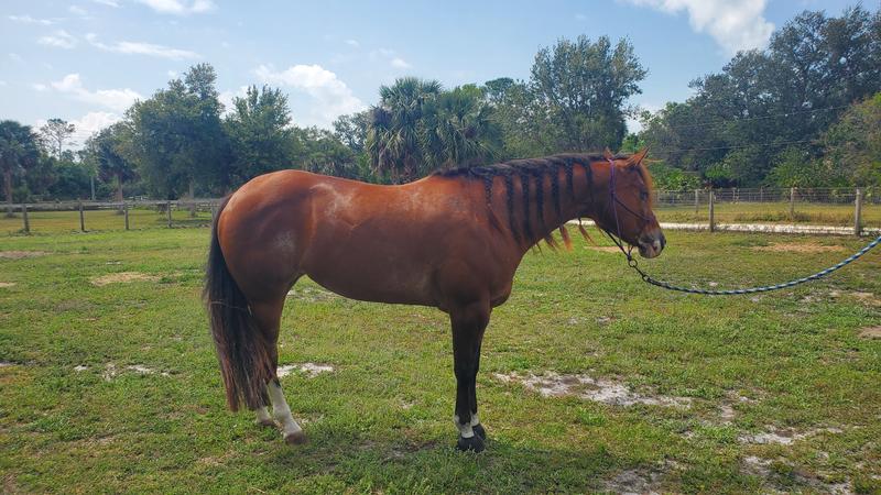 Standlee Smart Carb Performance Pellets Horse Feed, 40 lb. Bag at ...