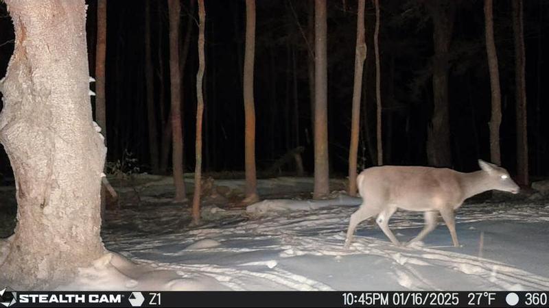 Stealth Cam 36 MP Revolver 360 Degree AT&T/Verizon Cellular Trail Camera at Tractor Supply Co