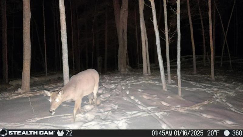 Stealth Cam 36 MP Revolver 360 Degree AT&T/Verizon Cellular Trail ...