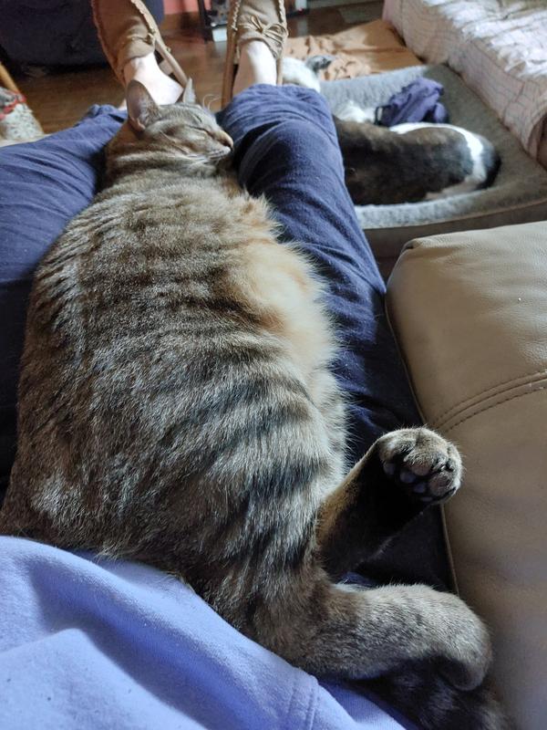 Stella & Chewy's Freeze-Dried Raw Dinner Morsels Protein Rich Chick ...