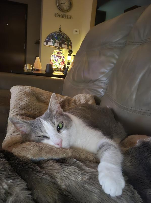 Stella & Chewy's Freeze-Dried Raw Dinner Morsels Protein Rich Chick ...