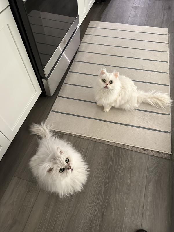 Stella & Chewy's Freeze-Dried Raw Dinner Morsels Protein Rich Chick ...