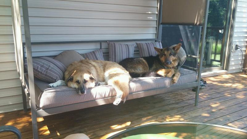 Stella & Chewy's Freeze-Dried Raw Marie's Magical Dinner Dust Meal What ...