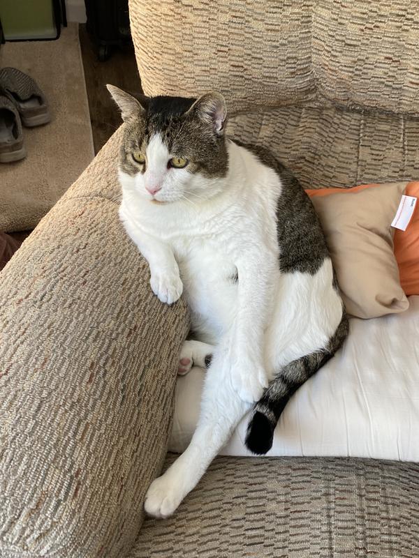 Stella & Chewy's Freeze-Dried Raw Dinner Morsels Protein Rich Chick ...