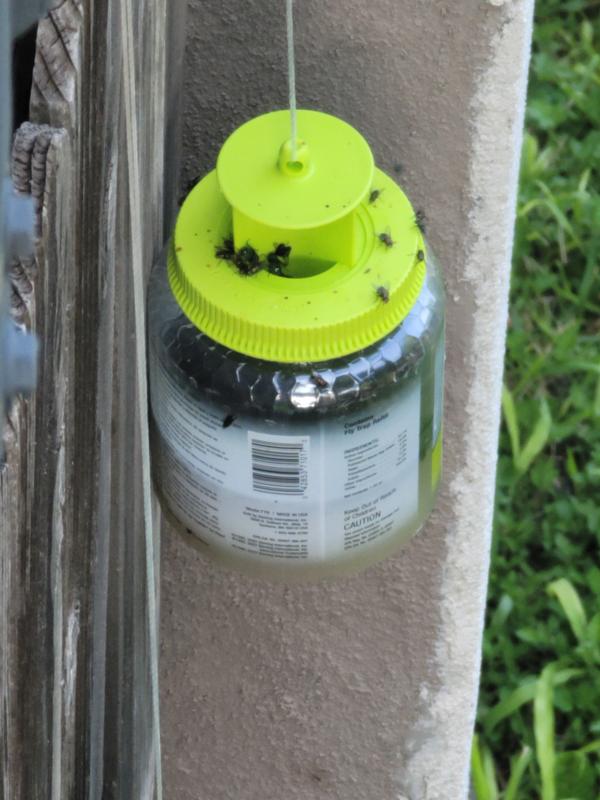 RESCUE Disposable Fly Trap | Petco