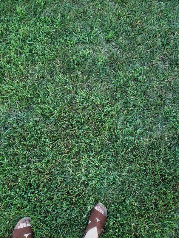 Canada Green Hydro Grass Seed Reviews Discount Shop Th