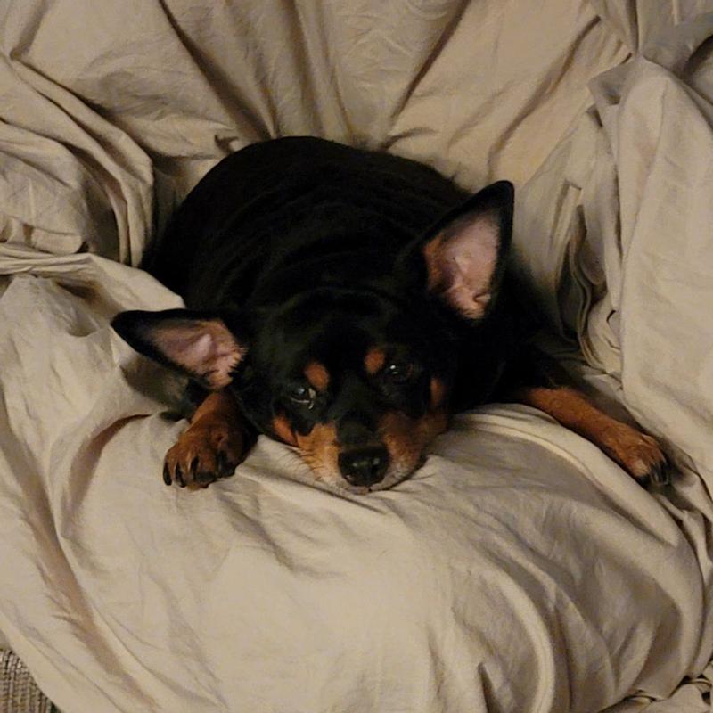 Paw Love 6 in. Smoked Collagen Sticks, 4 ct. at Tractor Supply Co