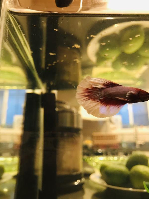 Pink Orchid Betta For Sale - Male | Petco