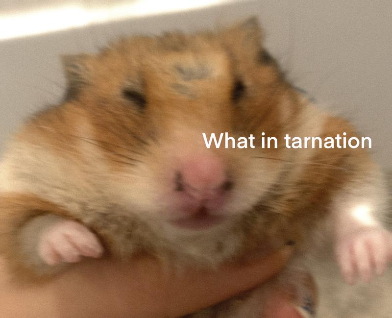 Syrian Hamster For Sale | Petco