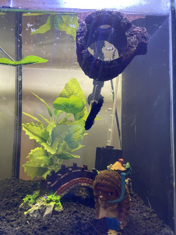 Midnight Betta For Sale - Male | Petco