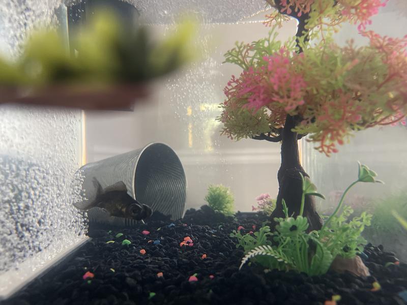 Petco Black Butterfly Goldfish for Freshwater Tanks