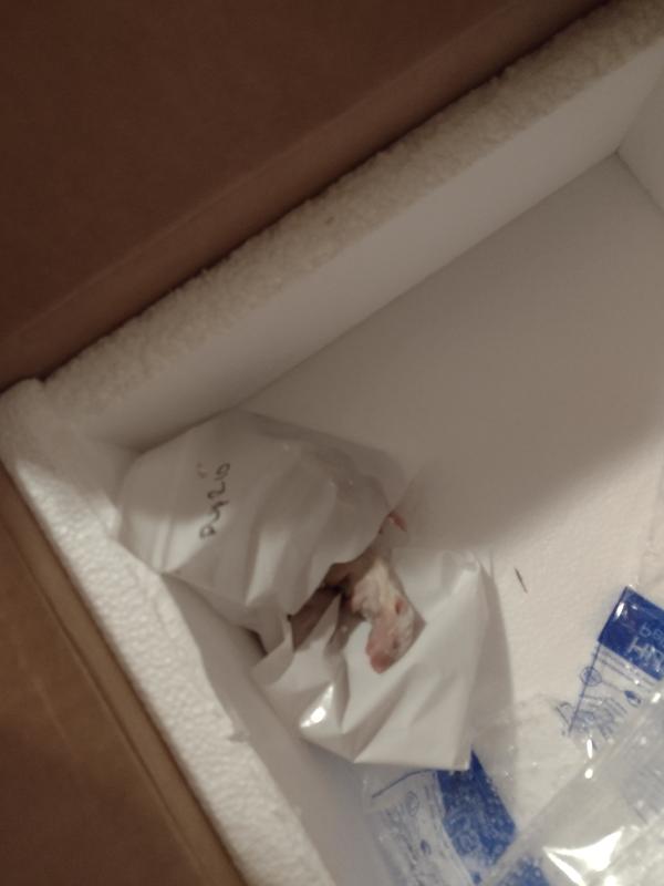 Frozen Pup Rat, Count of 10 | Petco