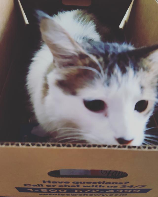 Fresh Step Multi-Cat Extra Strength Scented Clumping Cat Litter with ...