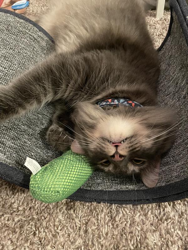 Catstages Crunchy Pickle Kicker Dental Catnip Cat Toy, Medium | Petco