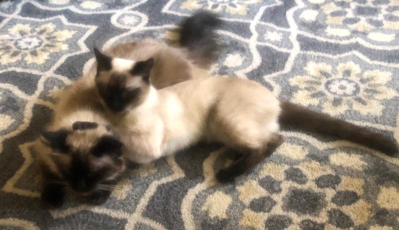 PetAg Cat-Sip Real Milk Treat, 8 fl. oz. | Petco