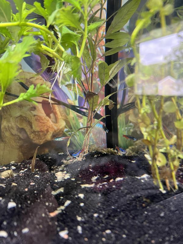 Neon Tetras for Sale: Order Neon Tetras Online | Petco